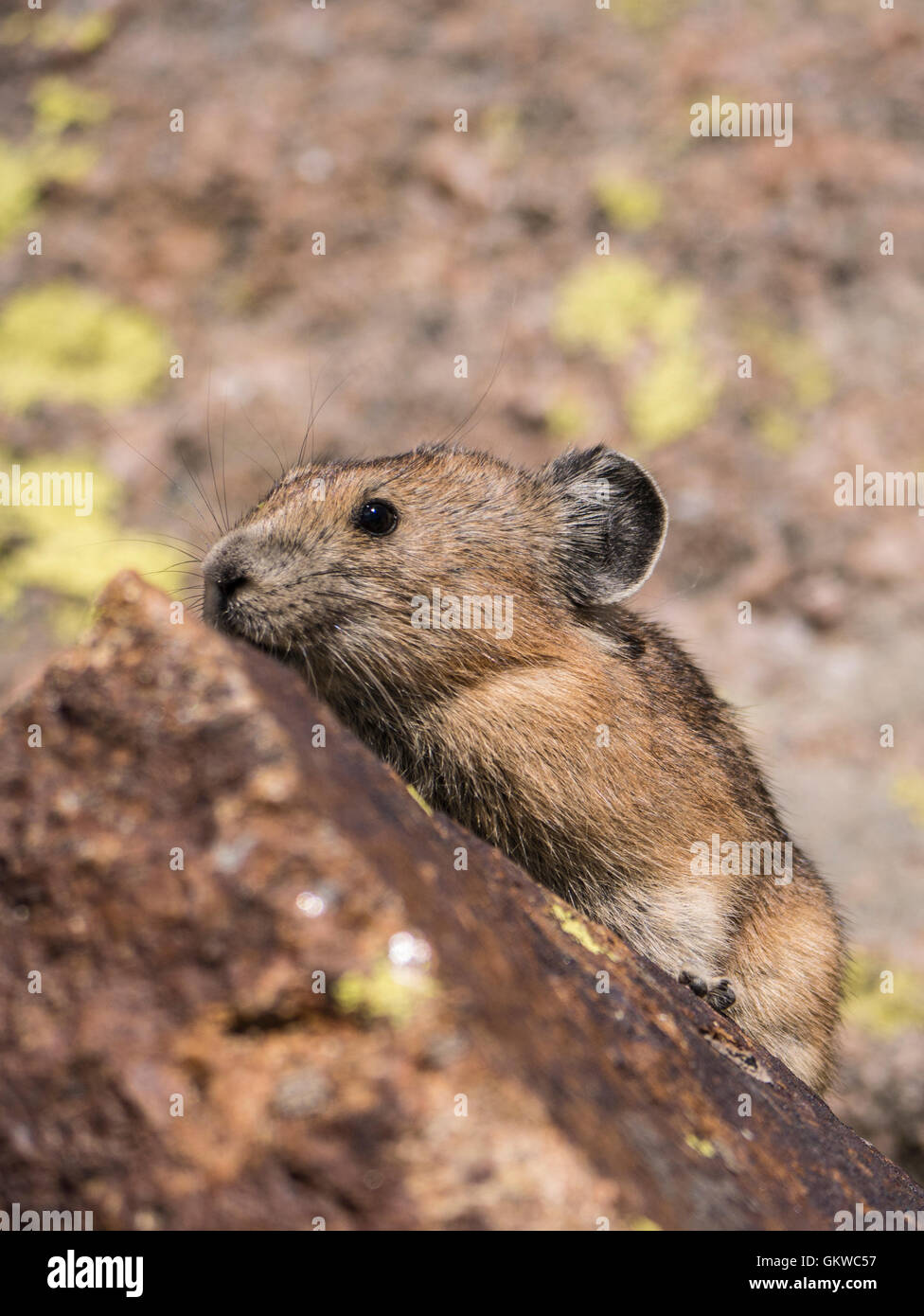 American pika rocky mountains colorado hi-res stock photography and ...