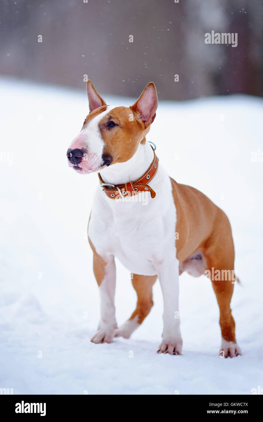 English red bull terrier Stock Photo - Alamy