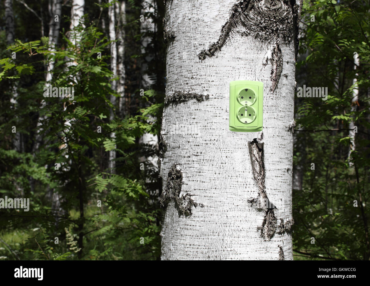 power receptacle on a tree Stock Photo - Alamy