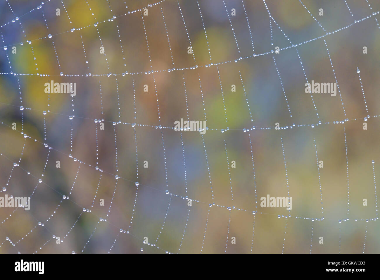 Spider web with water drops in forest Stock Photo - Alamy