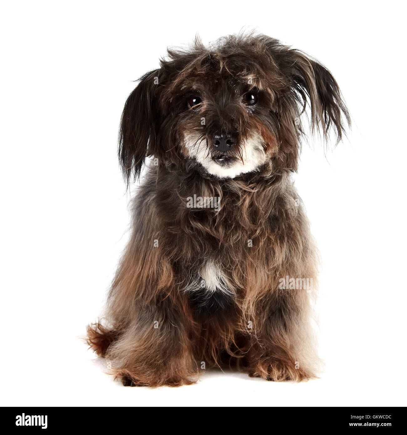 Terrier mongrel Cut Out Stock Images & Pictures - Alamy