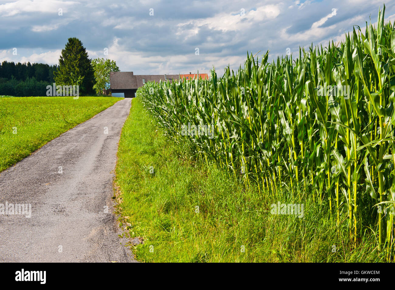 Corn Fields Stock Photo - Alamy