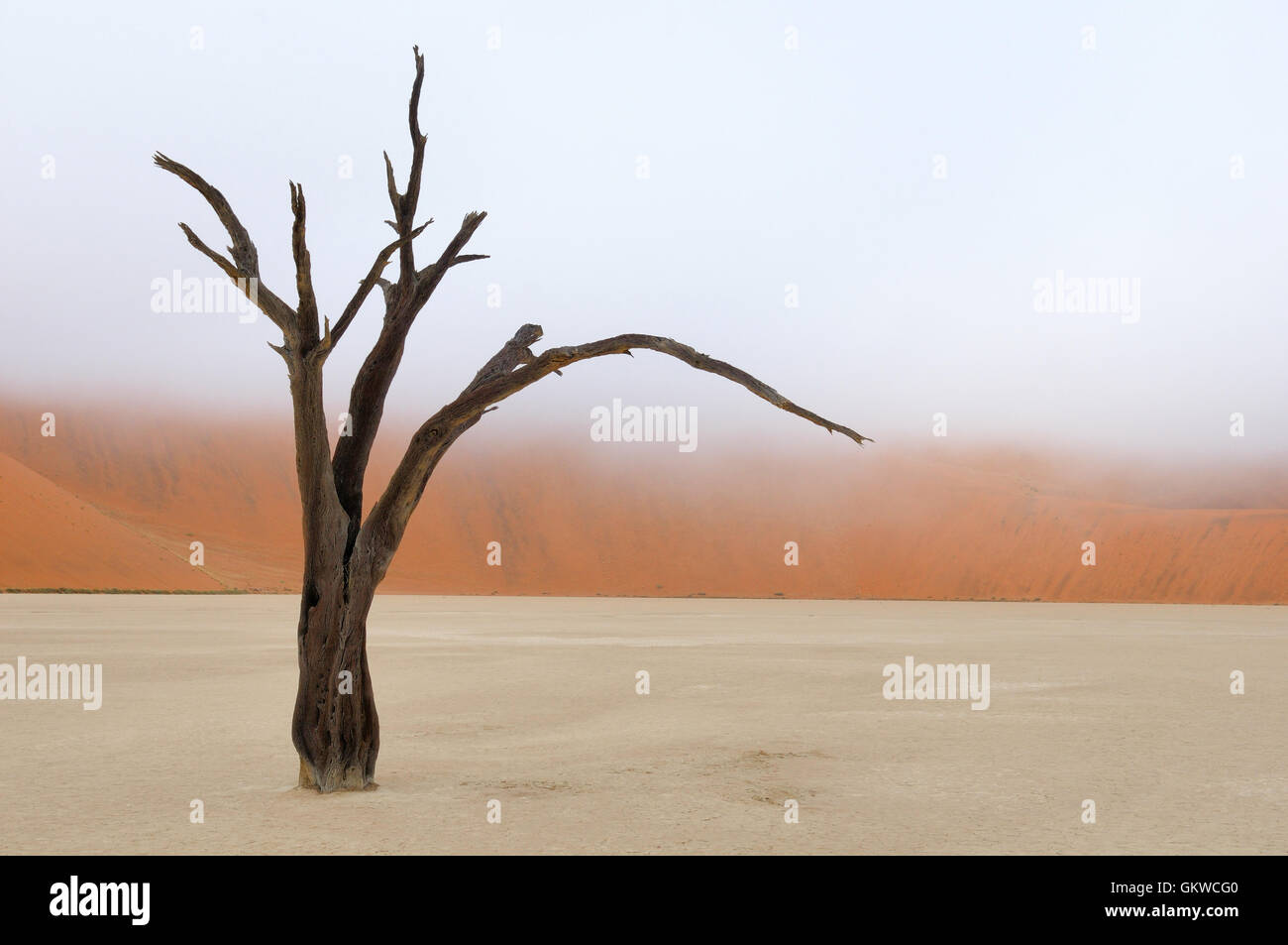 Tree skeleton, Deadvlei, Namibia Stock Photo - Alamy