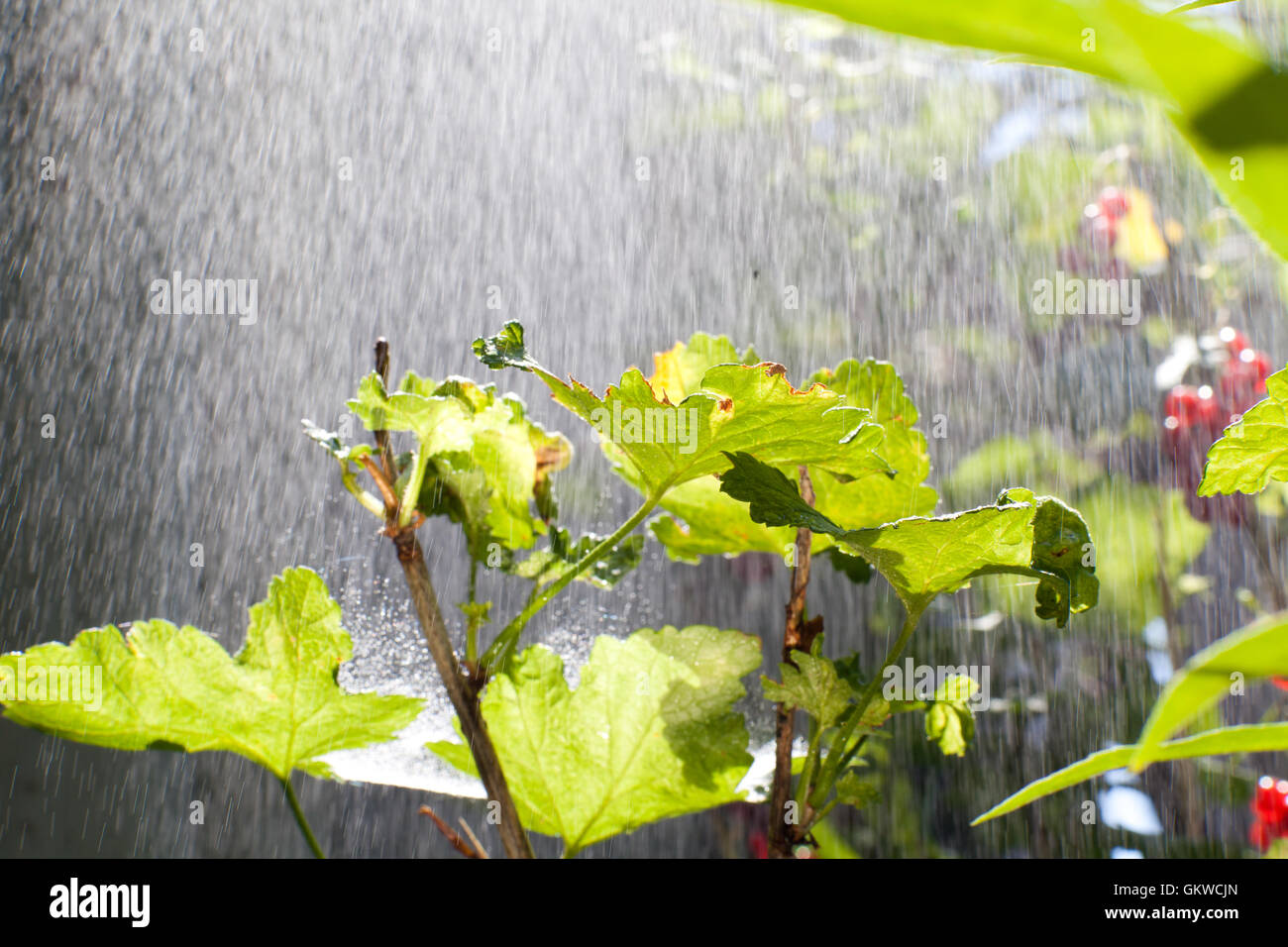 rain over the bush Stock Photo - Alamy