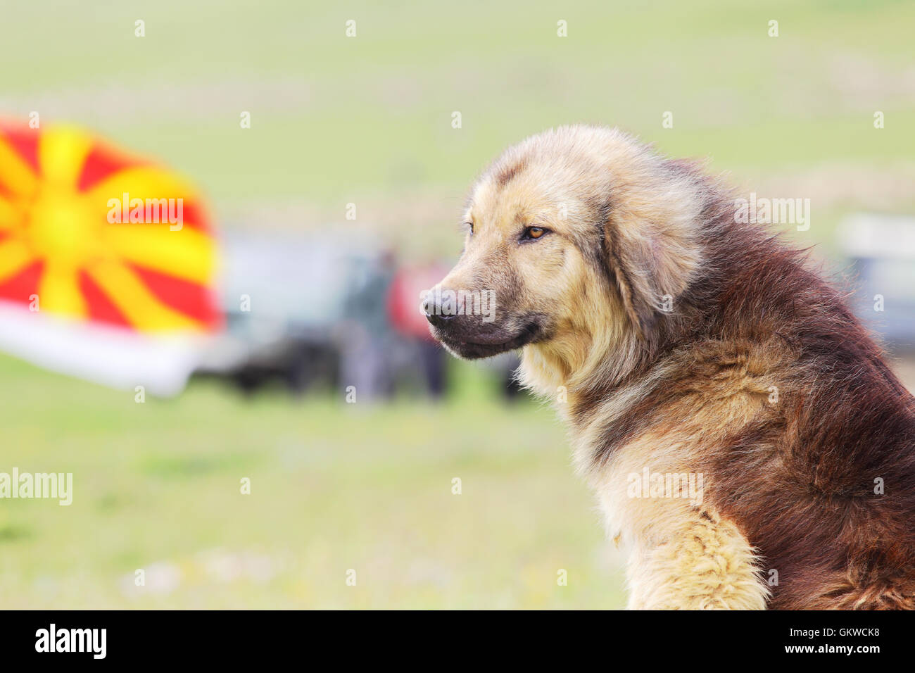 Big bodyguard hi-res stock photography and images - Alamy