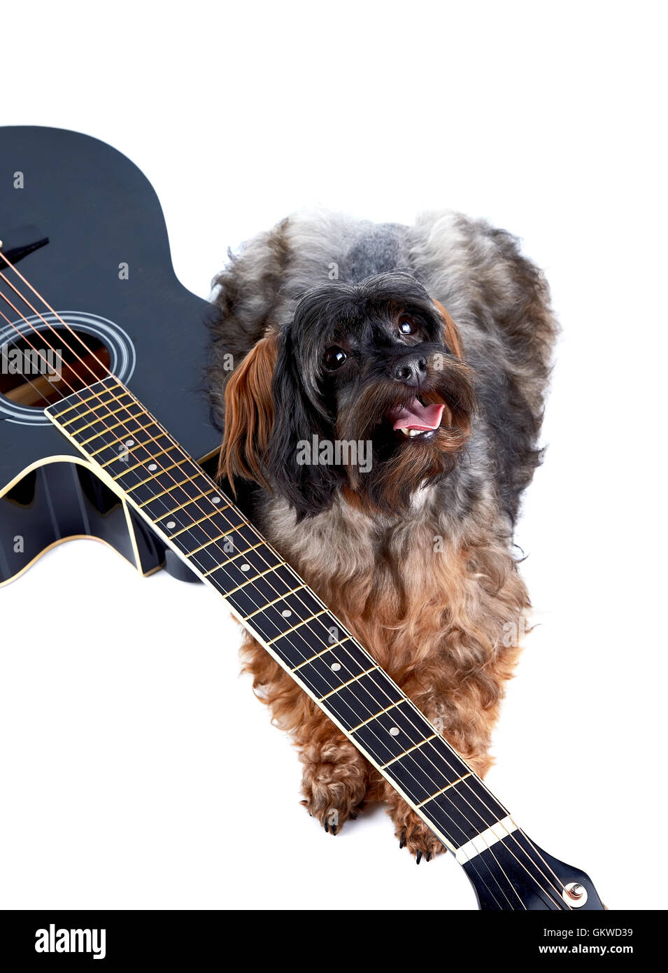 Decorative shaggy doggie and black guitar Stock Photo - Alamy
