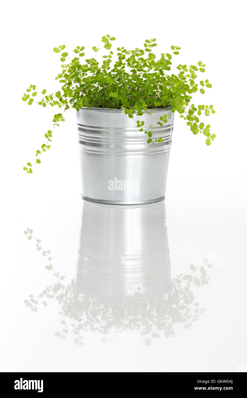 Green plant with reflection Stock Photo - Alamy