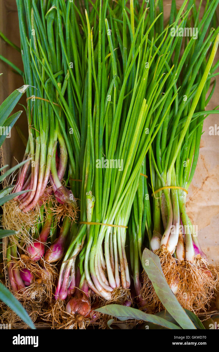Tropical green onions hi-res stock photography and images - Alamy