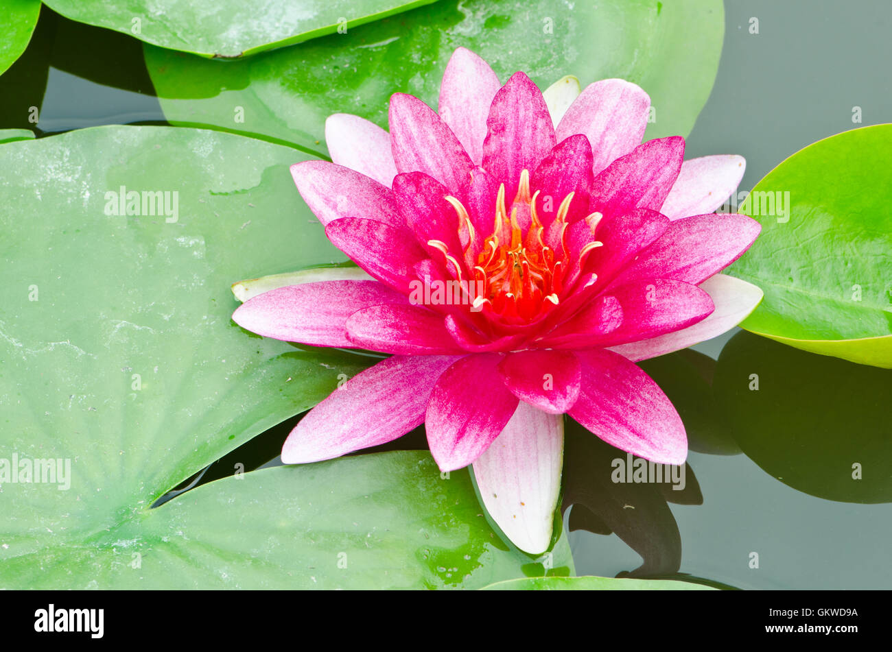 The red lotus flower Stock Photo - Alamy