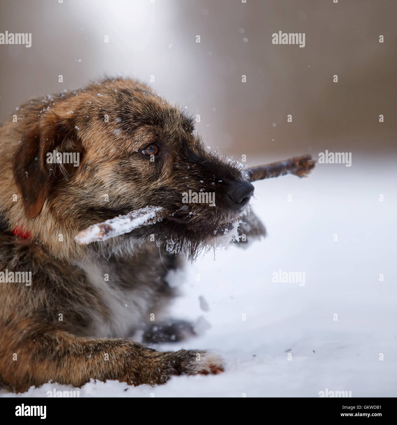 Portrait of a shaggy dog gnawing a stick Stock Photo - Alamy