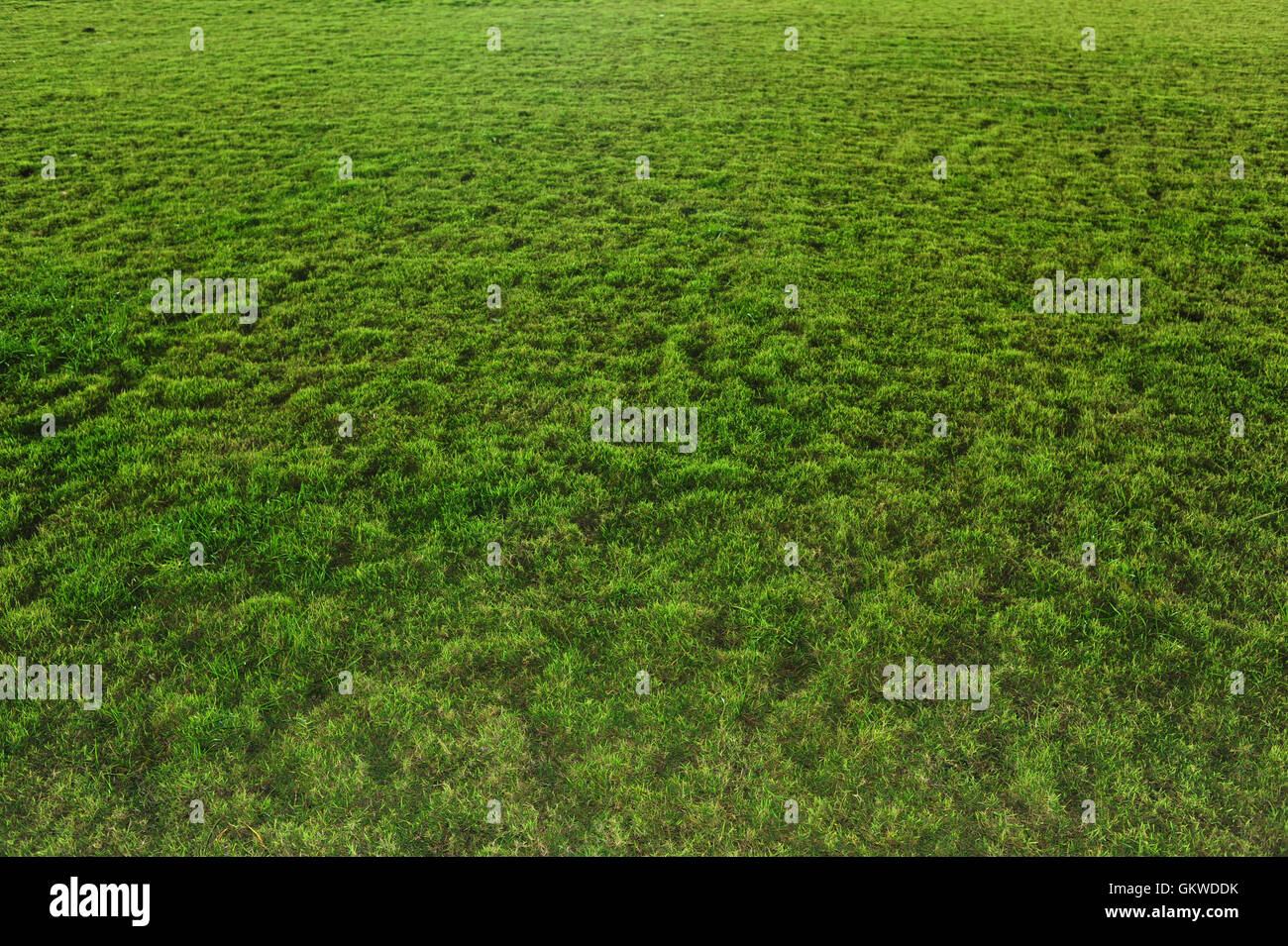Grass at Night Time Stock Photo - Alamy