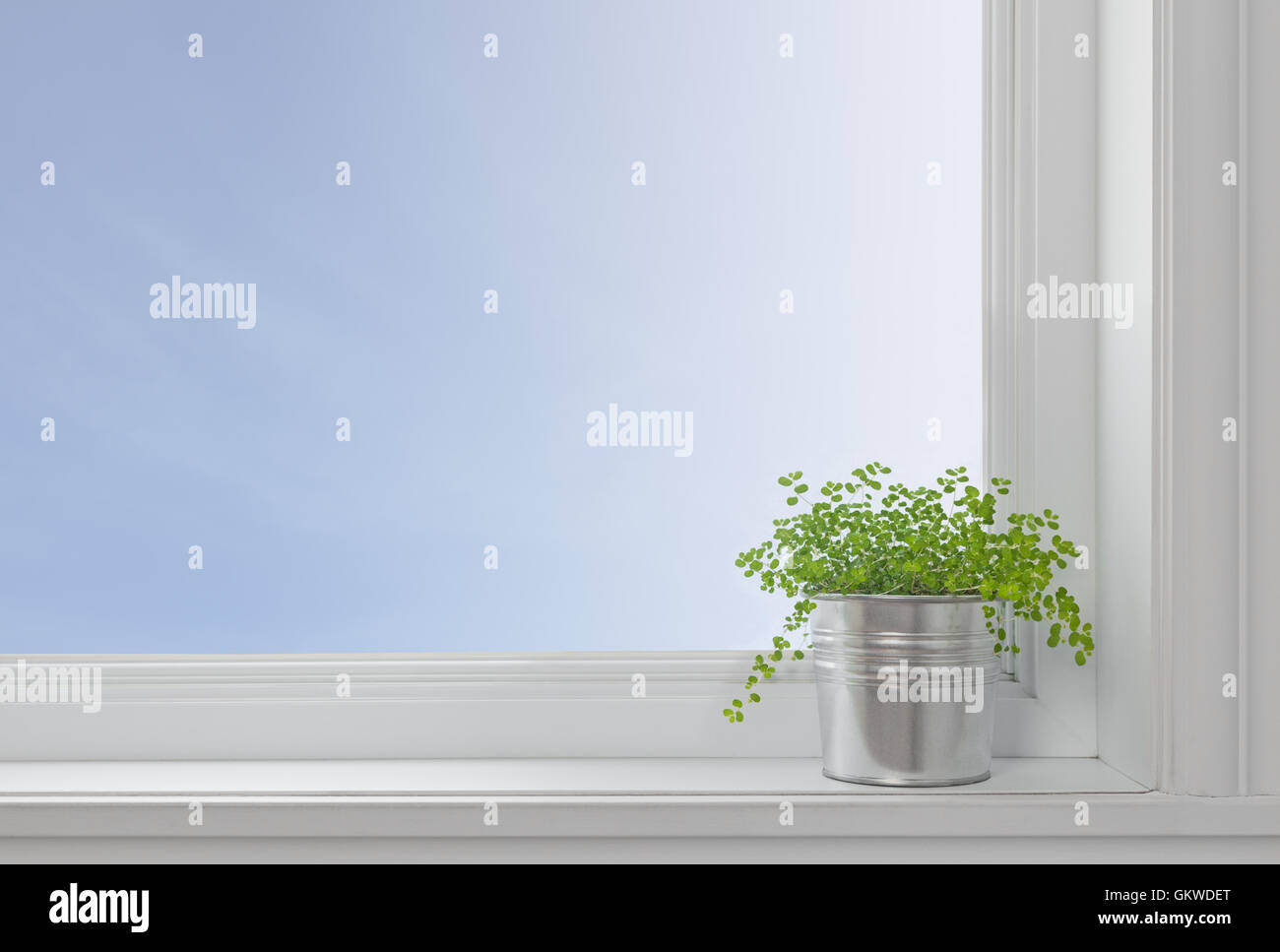 Green plant on a window sill, in a modern home Stock Photo - Alamy
