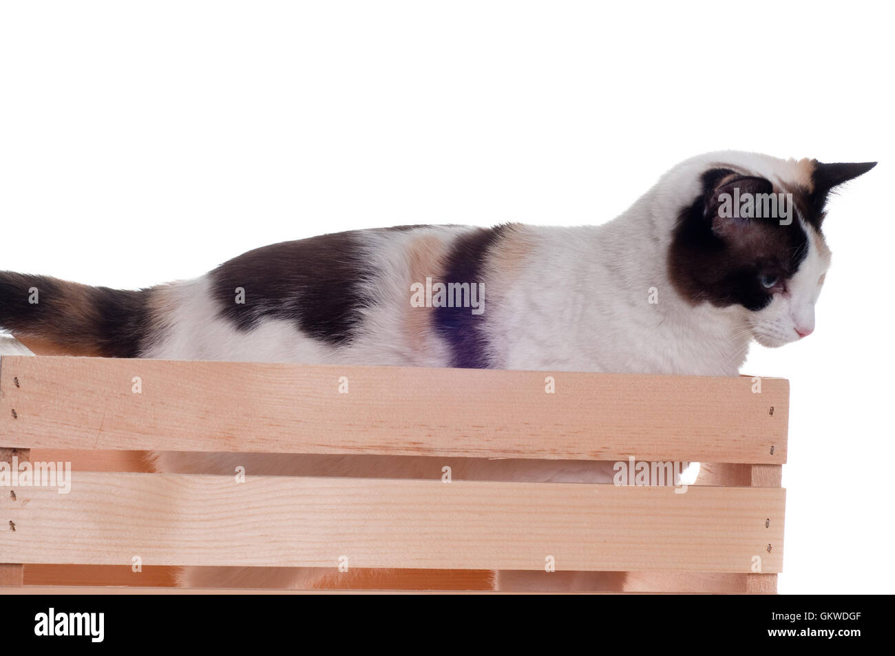 White Cat in Wood Crate Stock Photo - Alamy