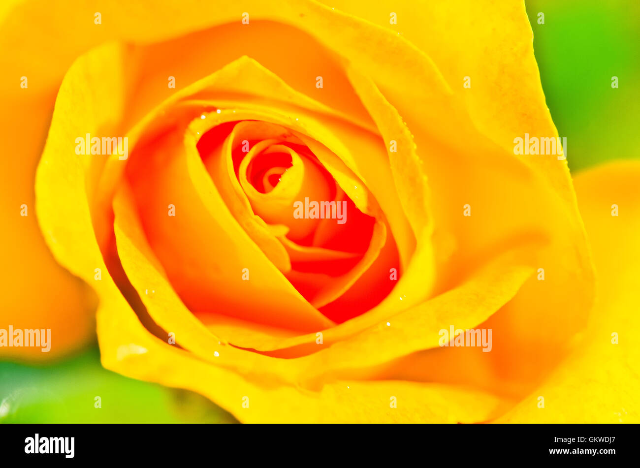 Beautiful ros hi-res stock photography and images - Alamy