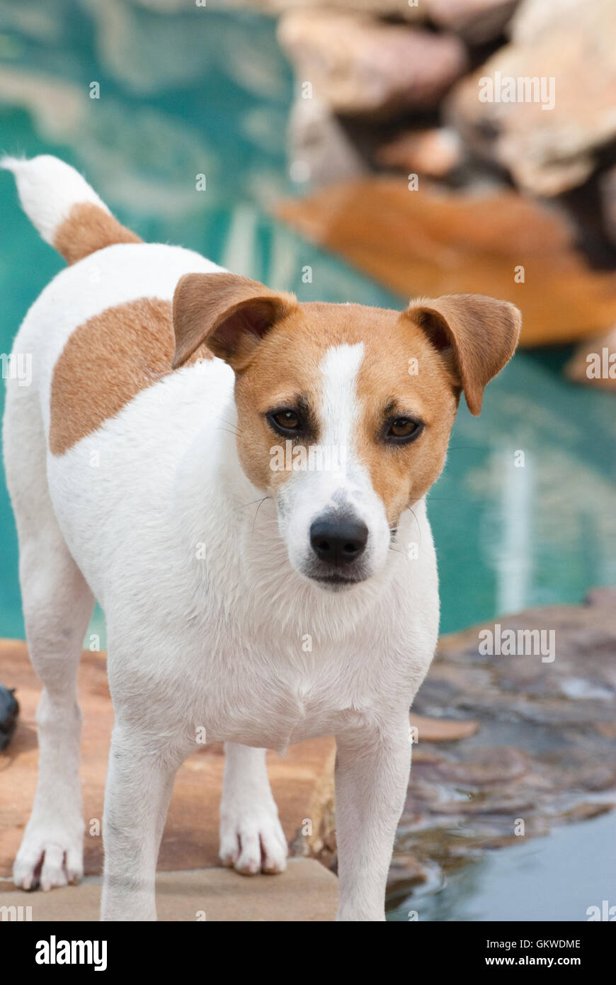 Dog water ball jack russell hi-res stock photography and images - Alamy