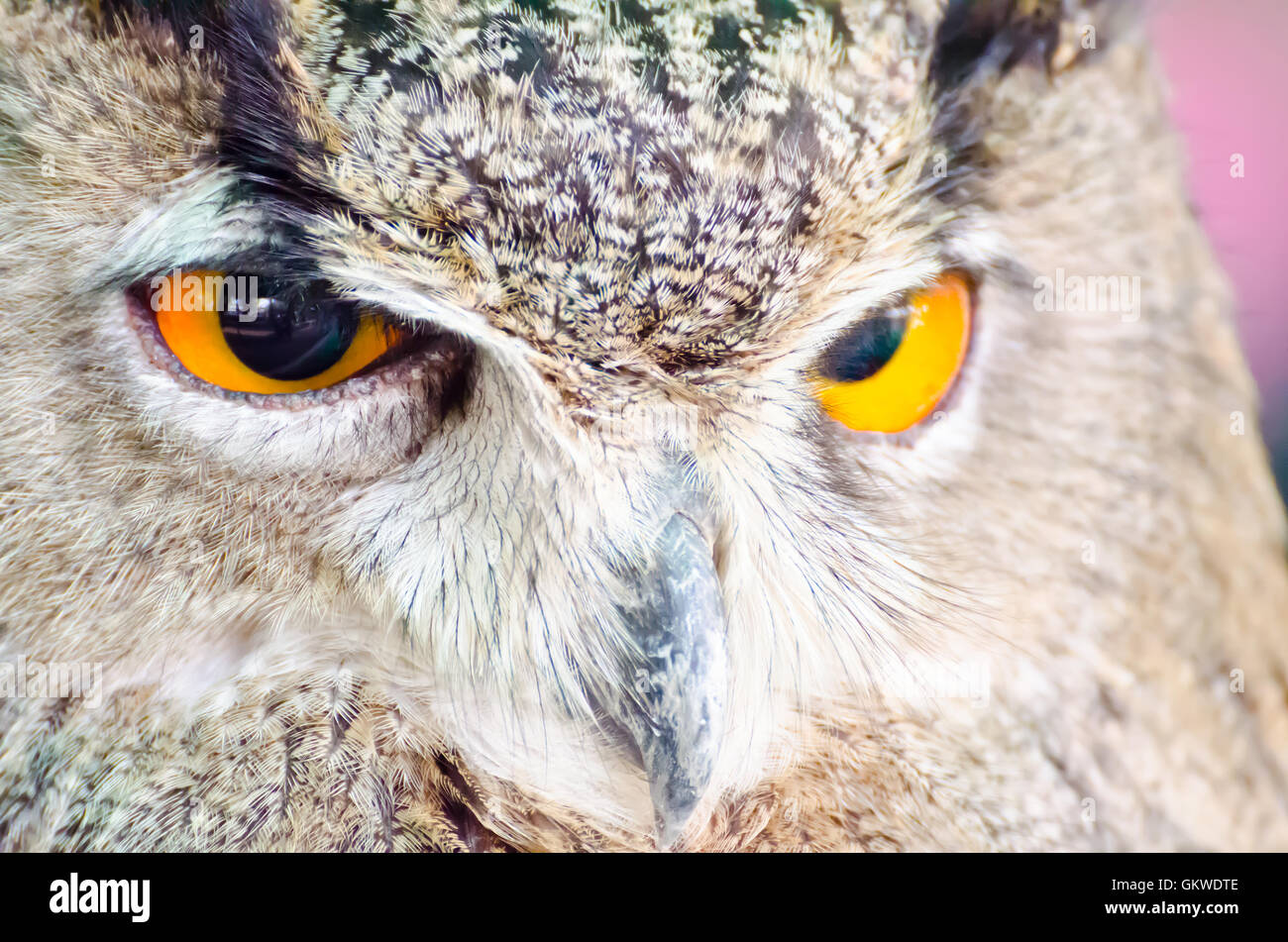 Bird with brown eyes hi-res stock photography and images - Alamy