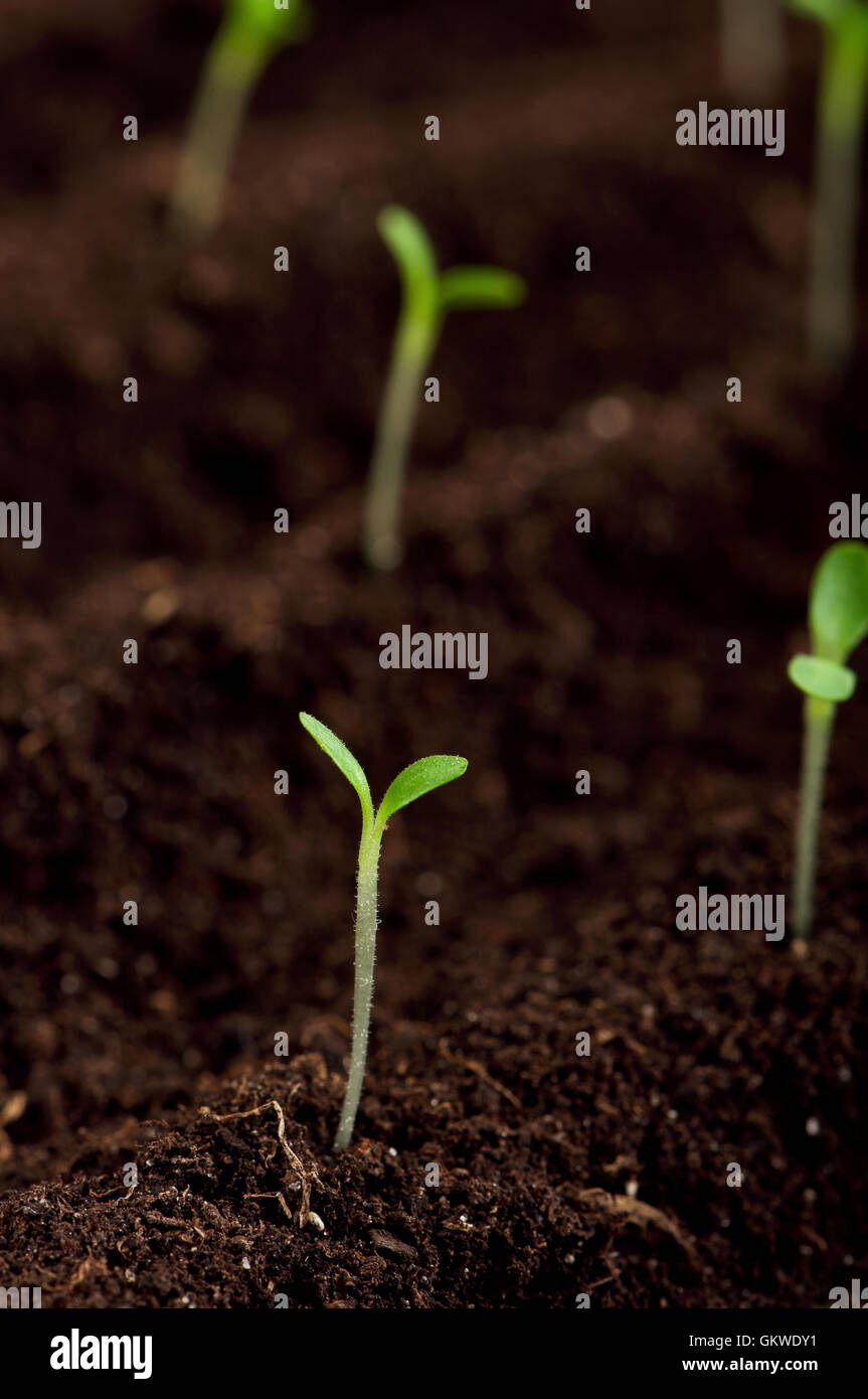 Fertile seedling hi-res stock photography and images - Alamy