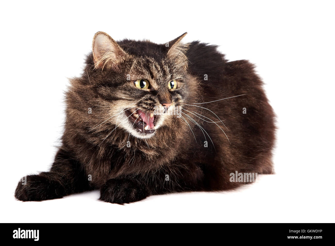 Fluffy hissing cat Stock Photo - Alamy