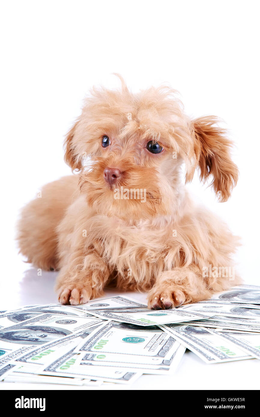 Pup sign hi-res stock photography and images - Alamy
