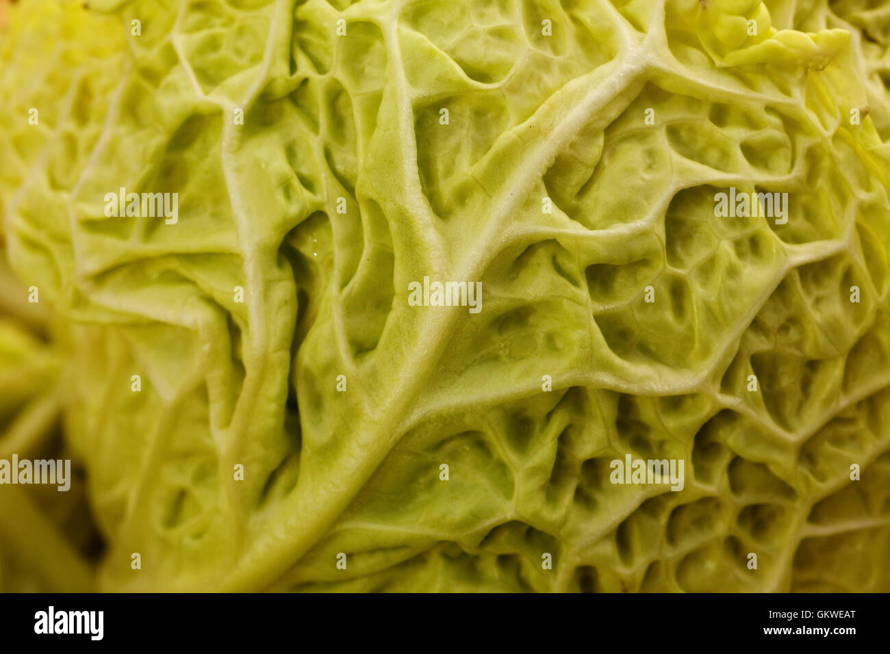 Abstract cabbage hi-res stock photography and images - Alamy