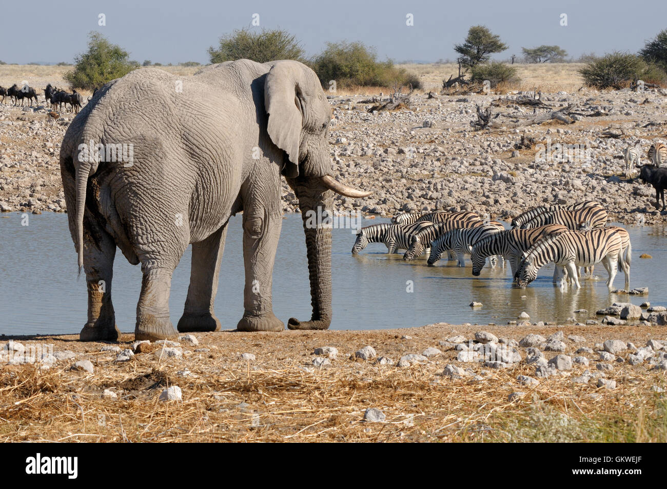 Elephant and zebras Stock Photo - Alamy