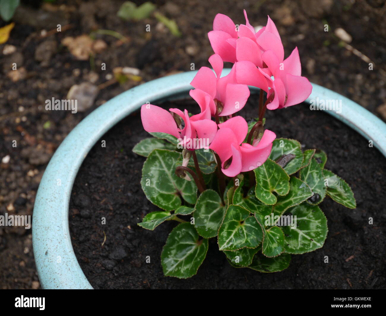 Cyclamen pot hi-res stock photography and images - Alamy