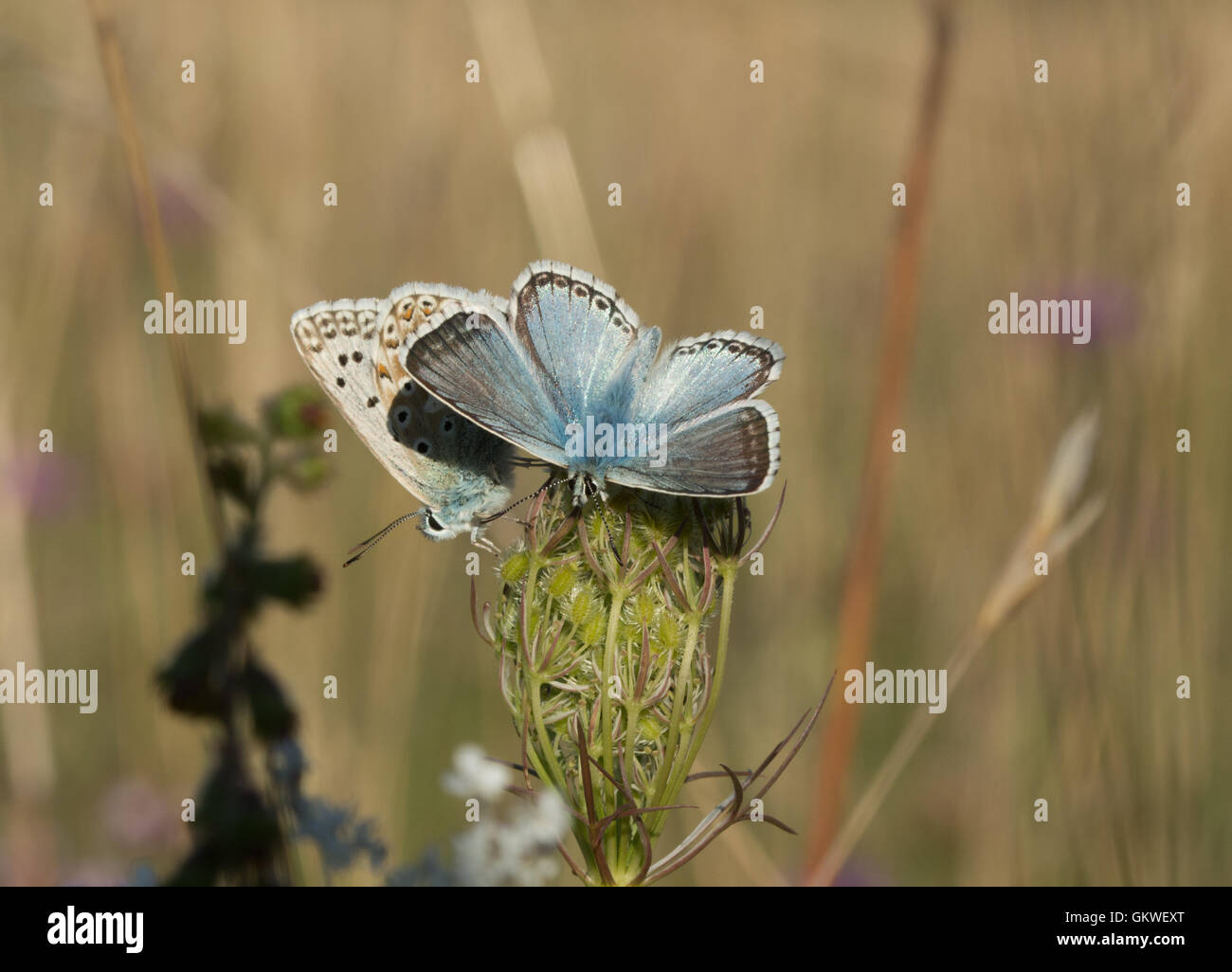 Chalkhill blue butterflies hi-res stock photography and images - Alamy