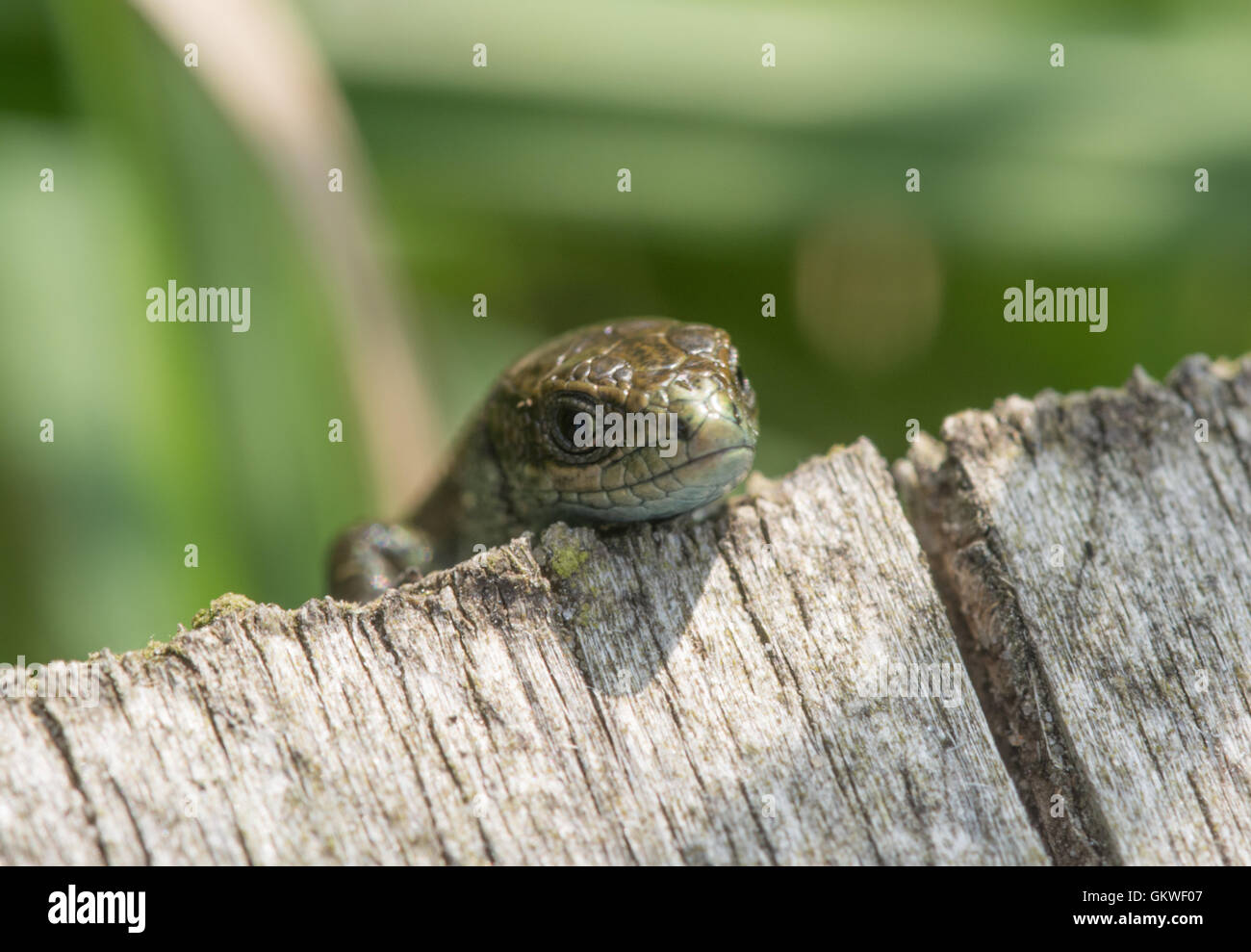 Baby common lizards uk hi-res stock photography and images - Alamy