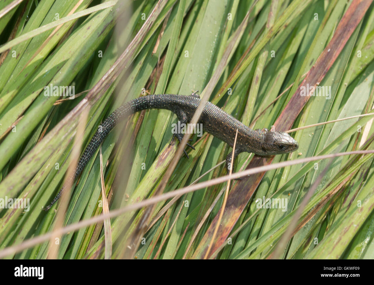 Baby common lizards uk hi-res stock photography and images - Alamy