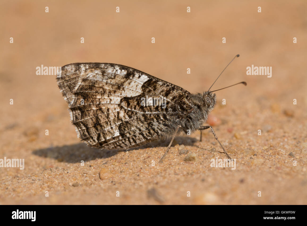Grayling butterfly (Hipparchia semele) - close-up of butterfly on the ...