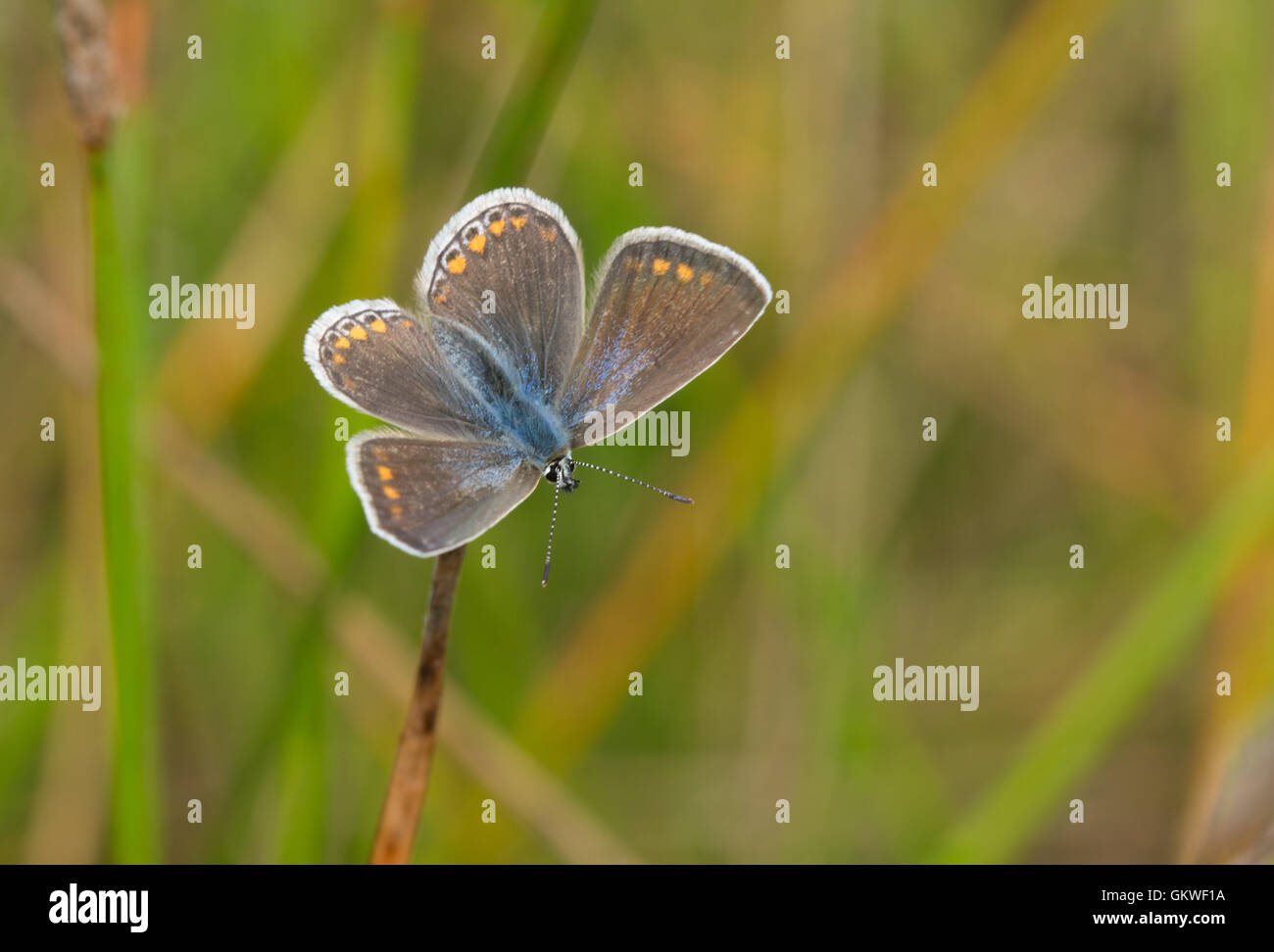 Female common blue butterfly (Polyommatus icarus Stock Photo - Alamy