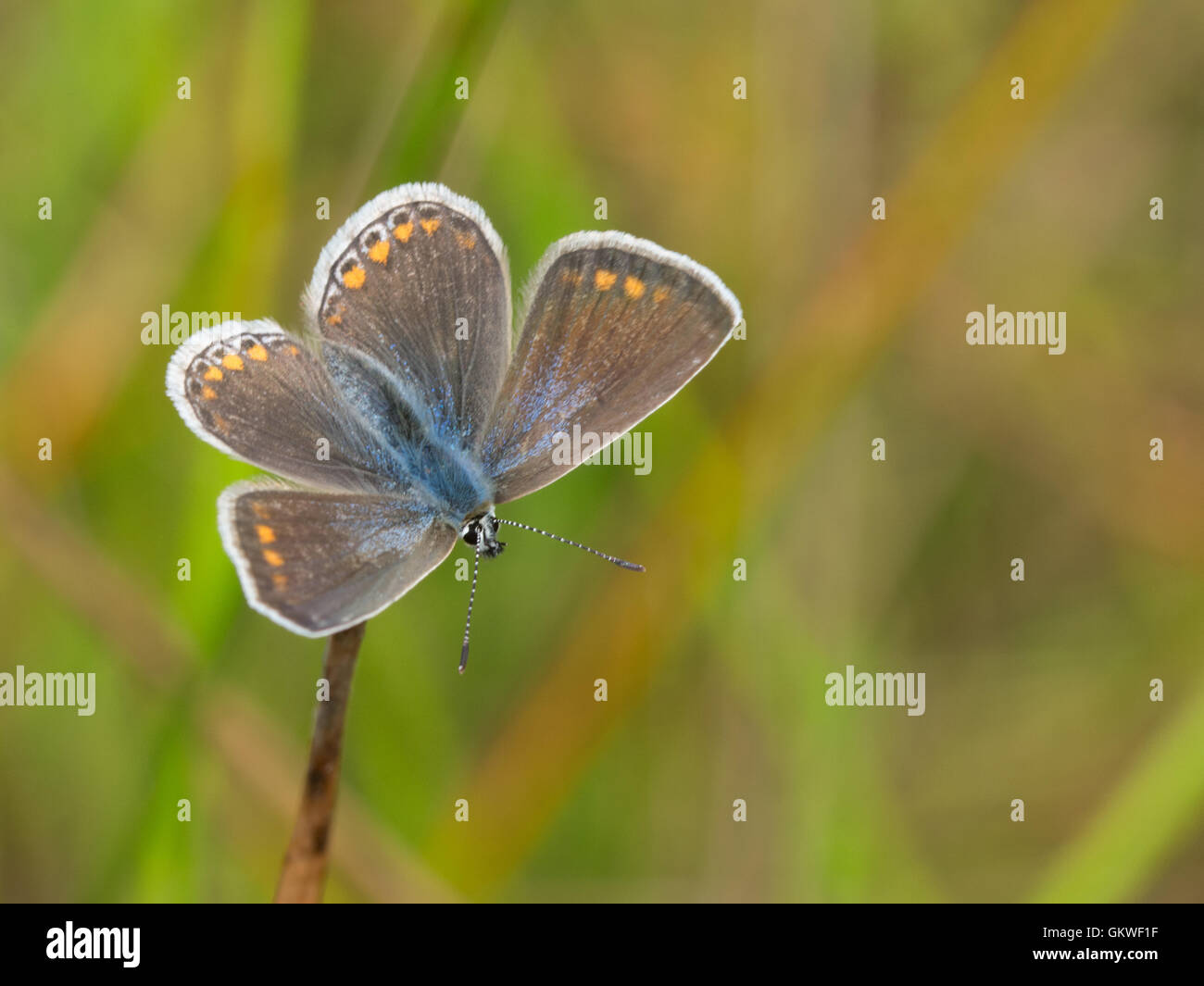 Female common blue butterfly (Polyommatus icarus Stock Photo - Alamy