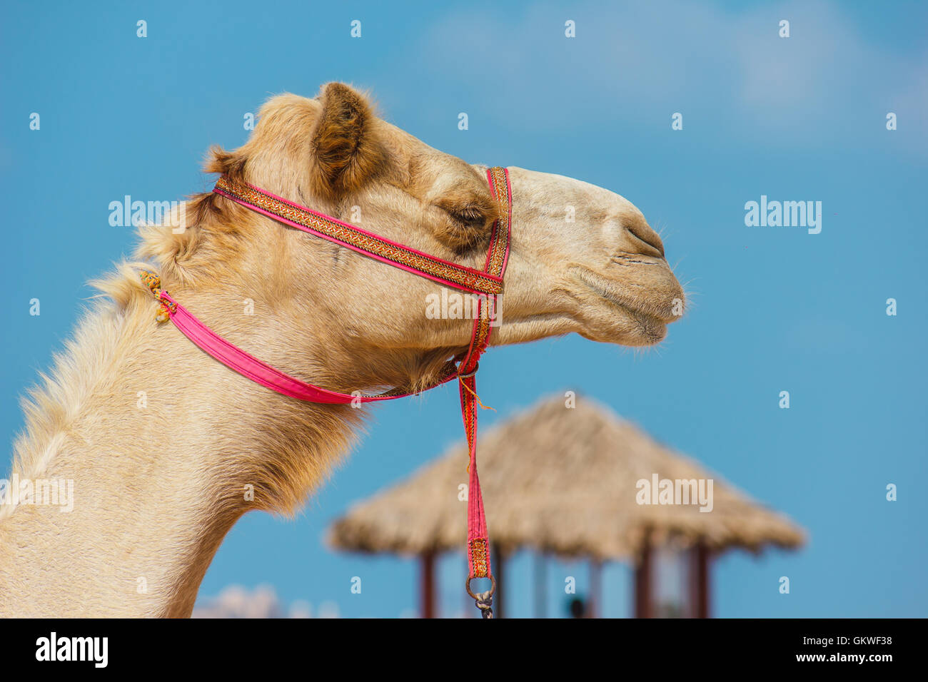The muzzle of the African camel Stock Photo - Alamy