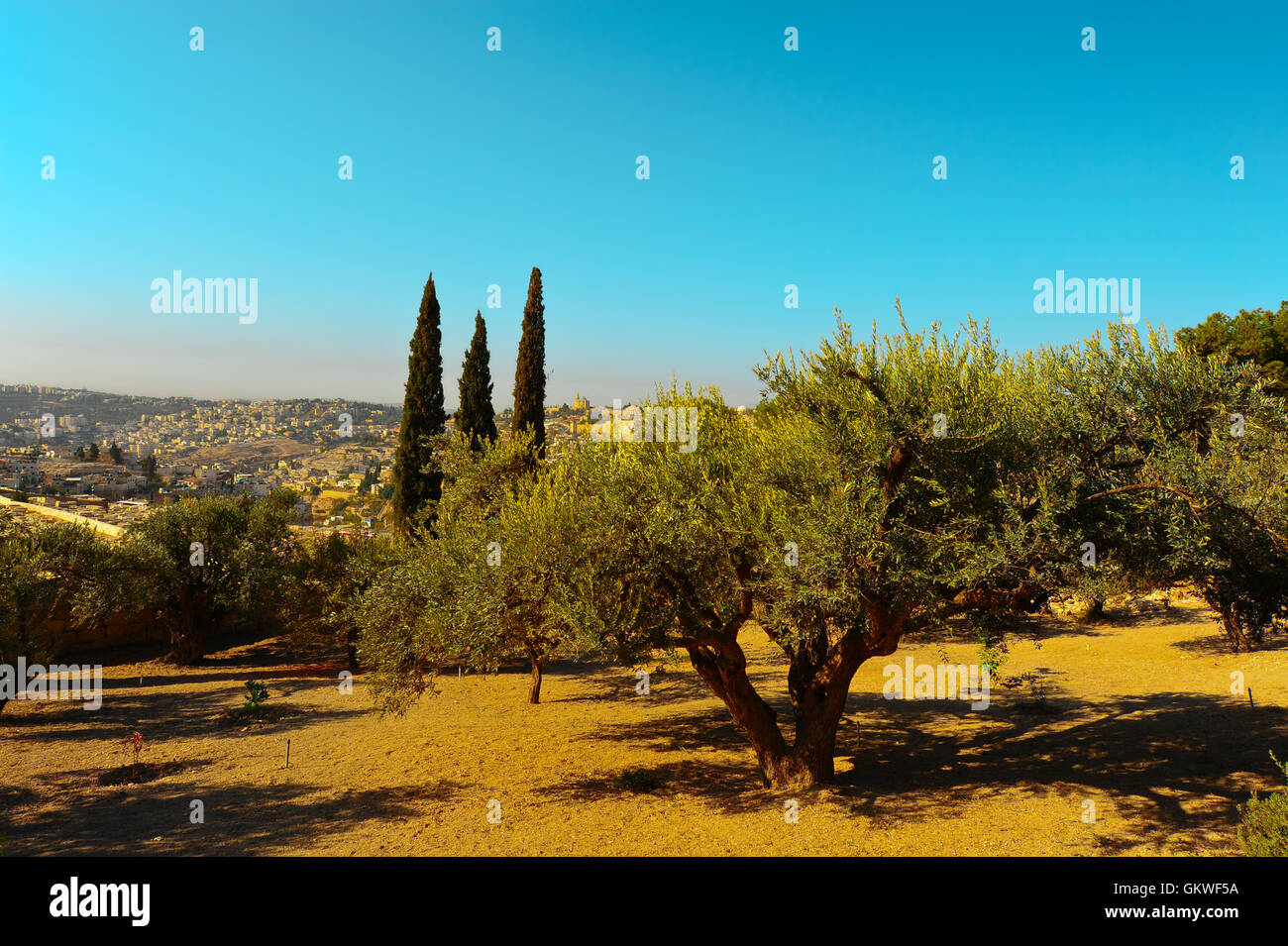 Israel jerusalem tree cypress hi-res stock photography and images - Alamy