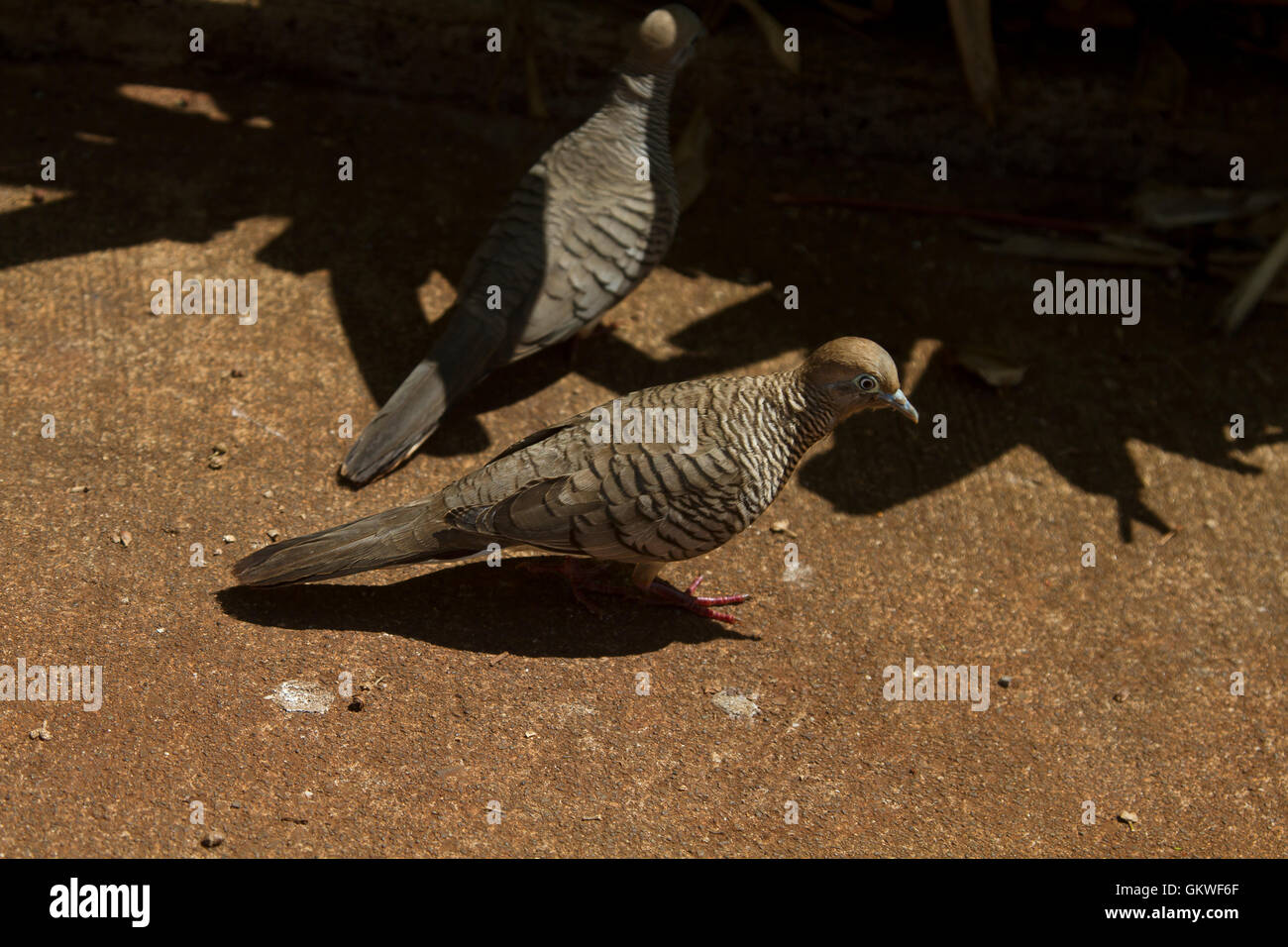 Zebra doves hi-res stock photography and images - Alamy