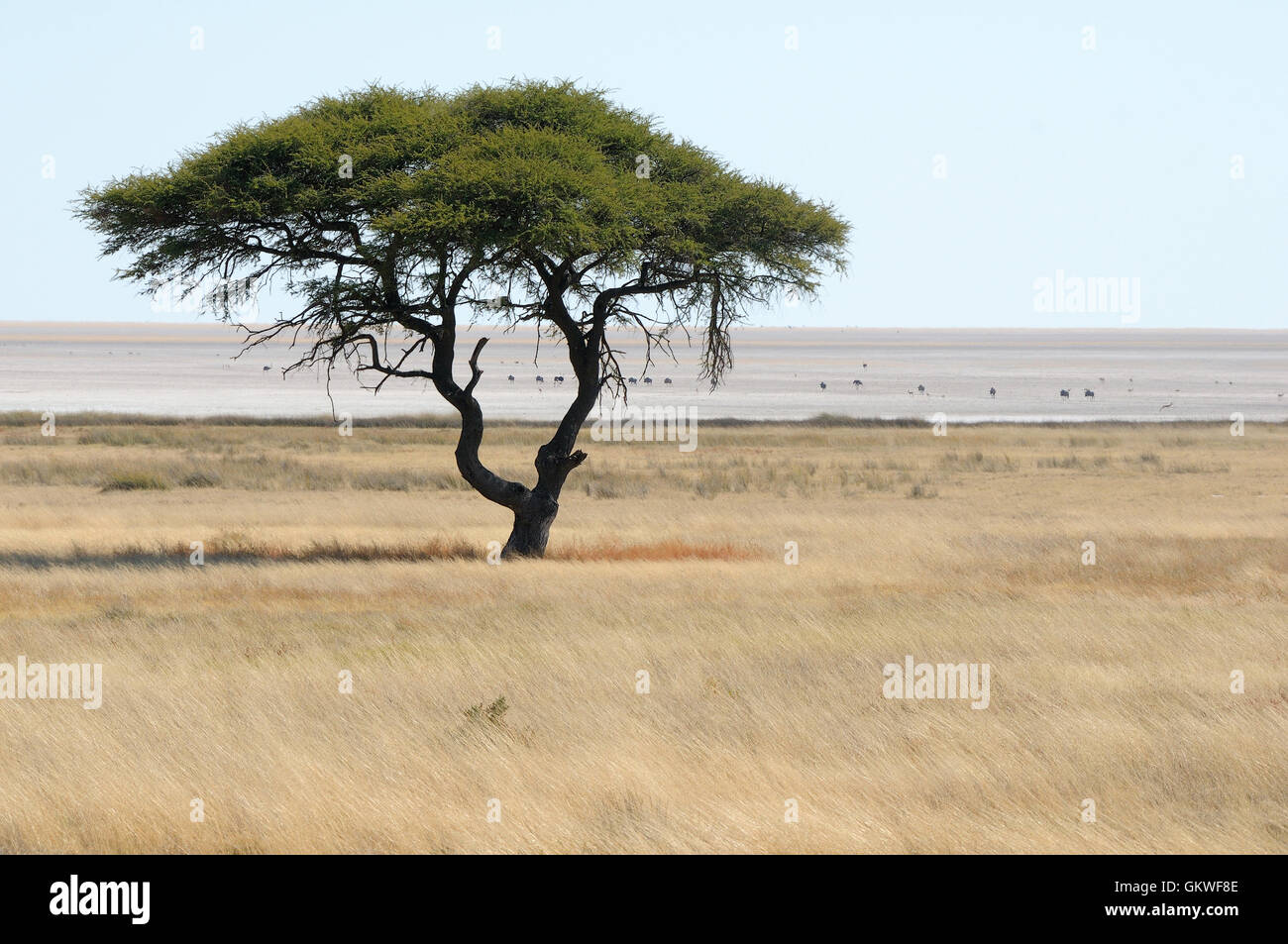 Lonely tree landscape Stock Photo - Alamy