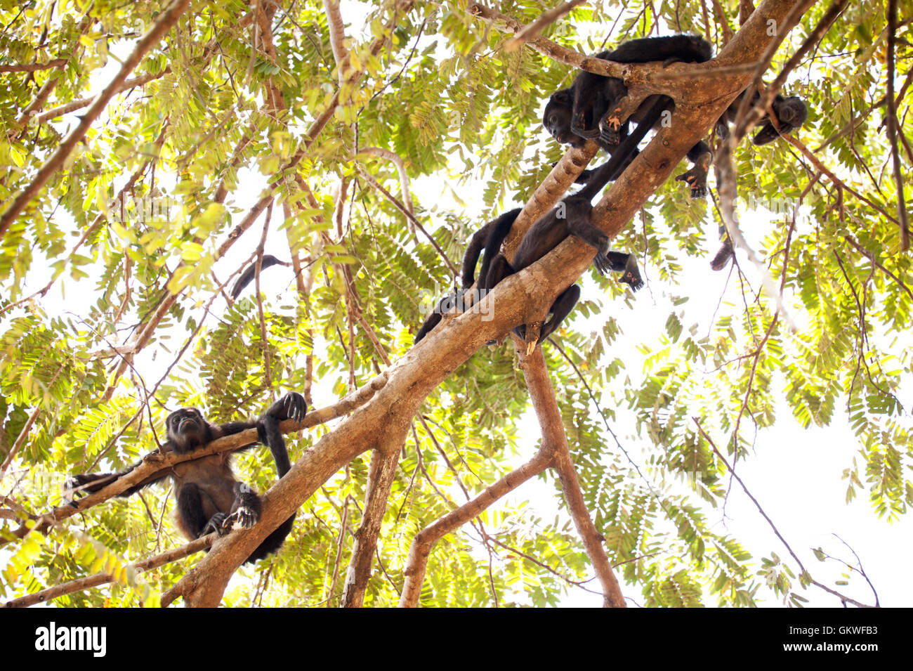 Howler Monkey Family Stock Photo - Alamy