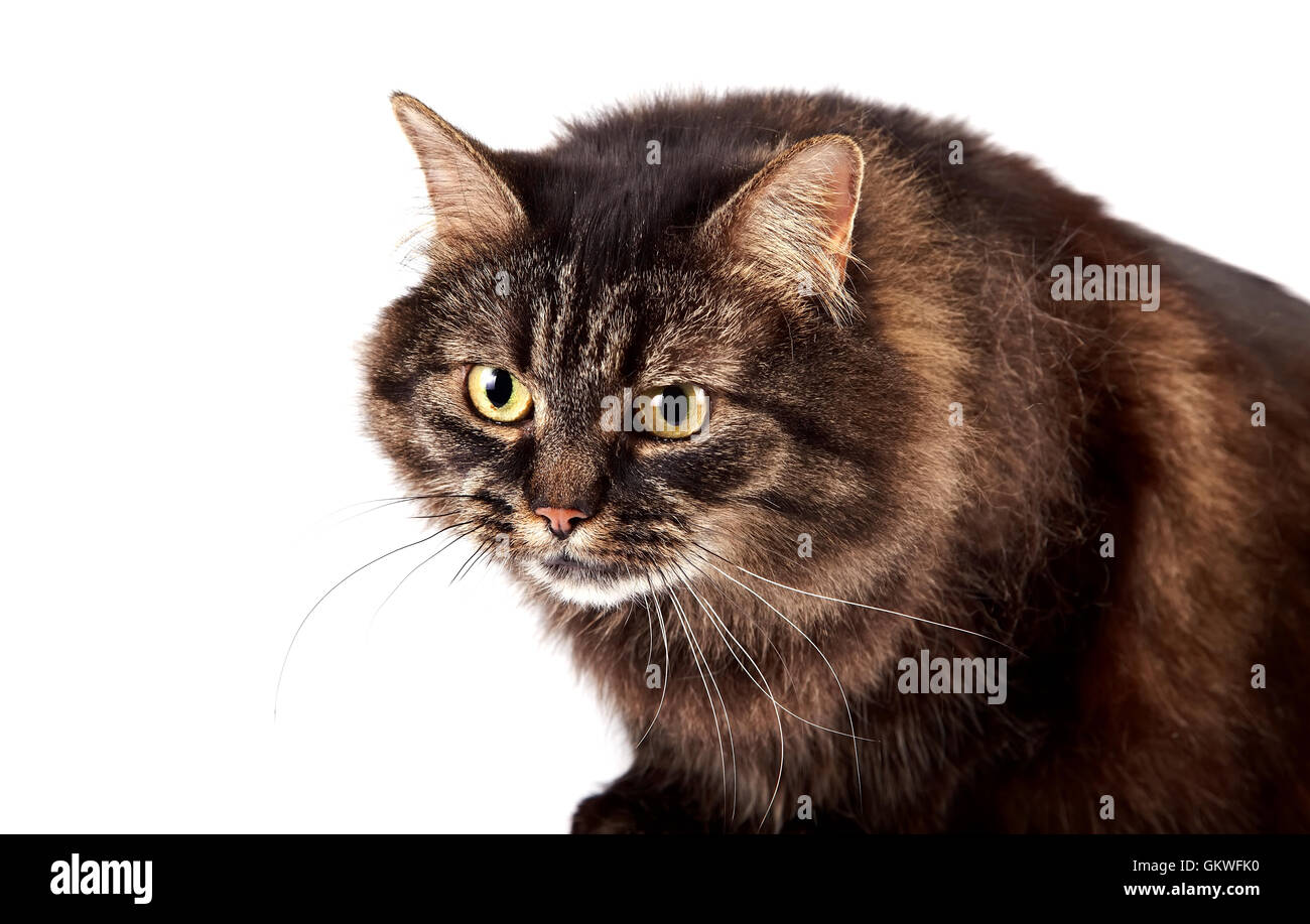 Tail vertebrate angry kitten hi-res stock photography and images - Alamy