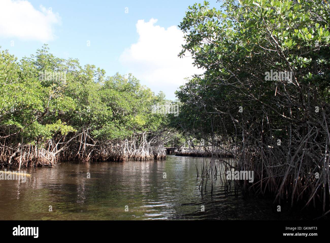 Red mangrove everglades national hi-res stock photography and images ...