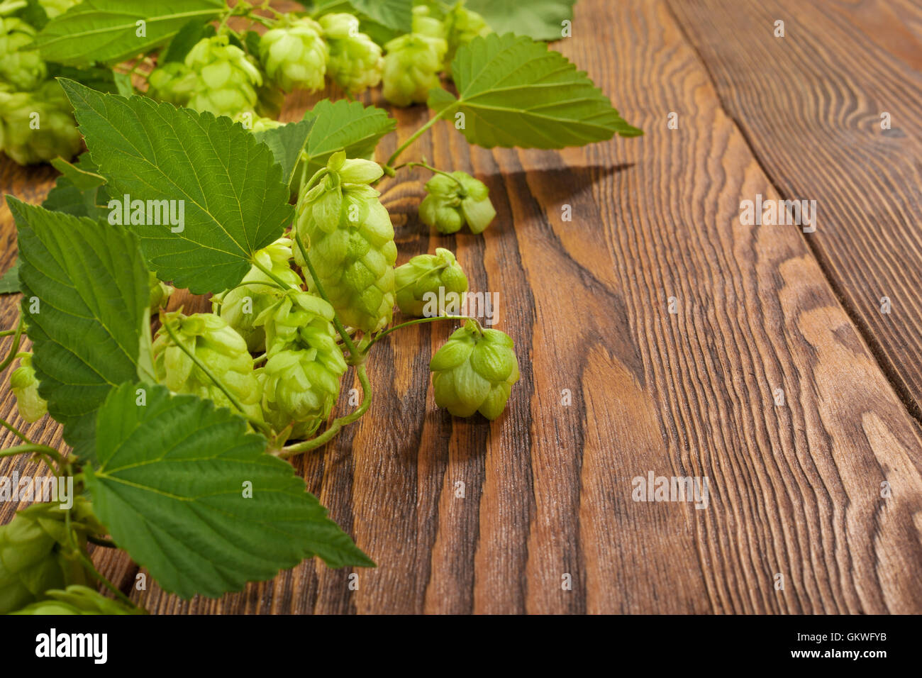 Hop plant on a wooden table Stock Photo - Alamy