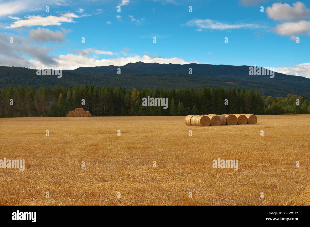 Mown field with bales Stock Photo - Alamy