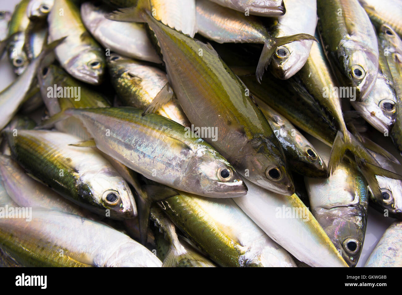 Yellow Fin Fishes Stock Photo - Alamy
