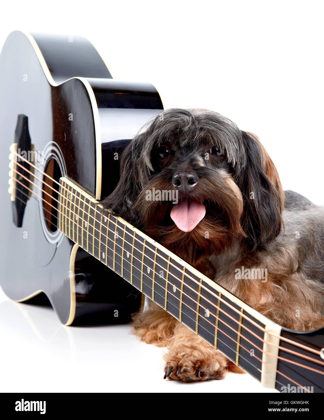 Doggie and guitar Stock Photo - Alamy