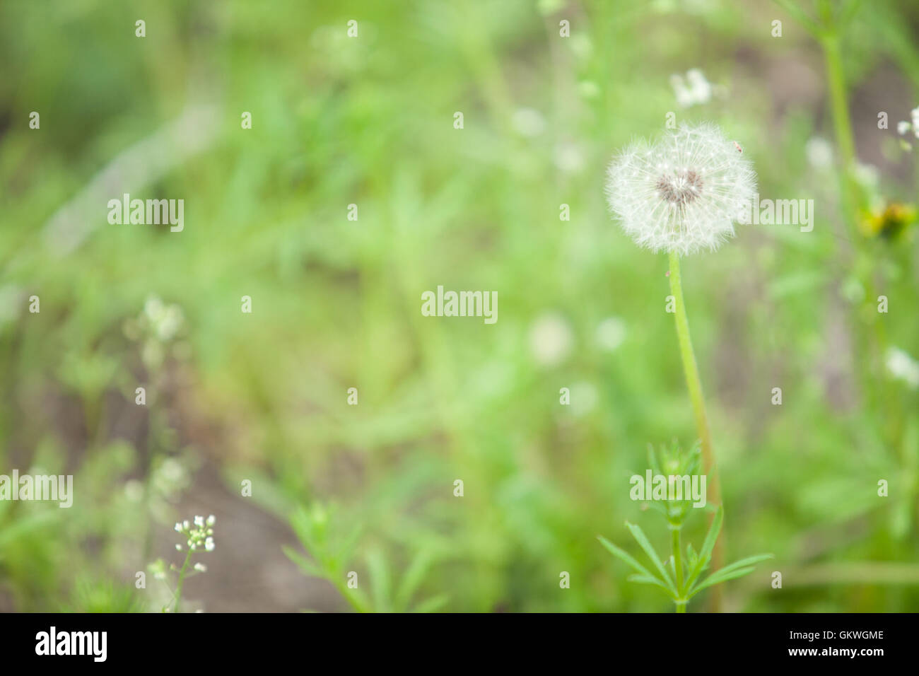 Macro video fluffy white dandelion hi-res stock photography and images ...