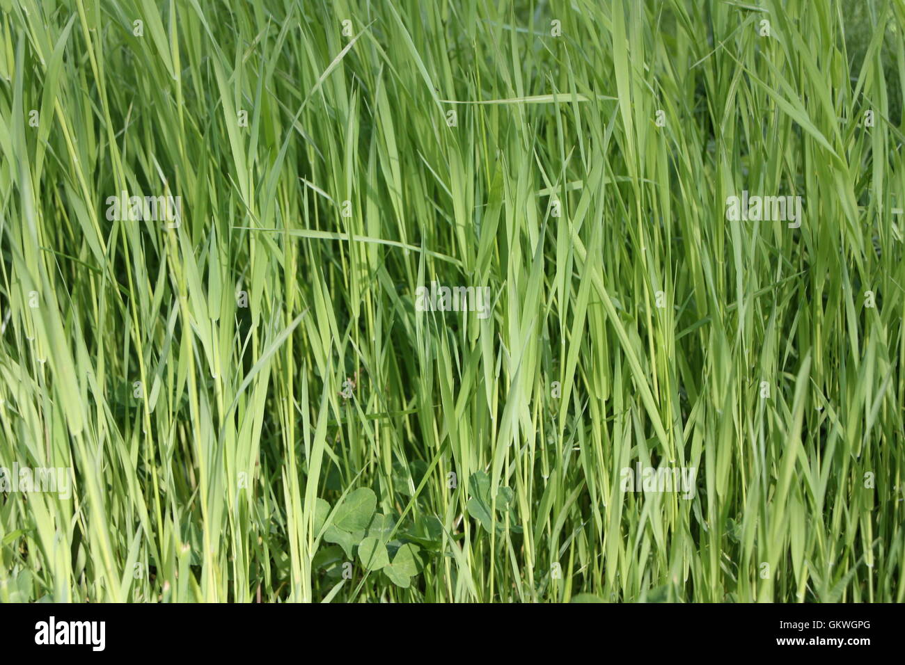 Grass frames hi-res stock photography and images - Alamy