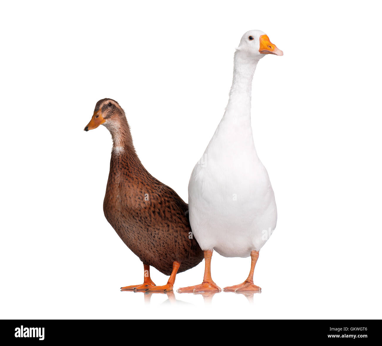 Duck and goose Stock Photo - Alamy