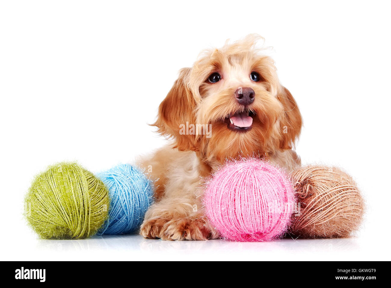 Dog balls Cut Out Stock Images & Pictures - Alamy