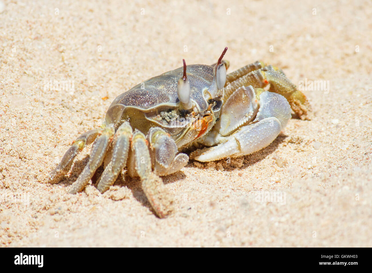 marine crab on background of sand Stock Photo - Alamy