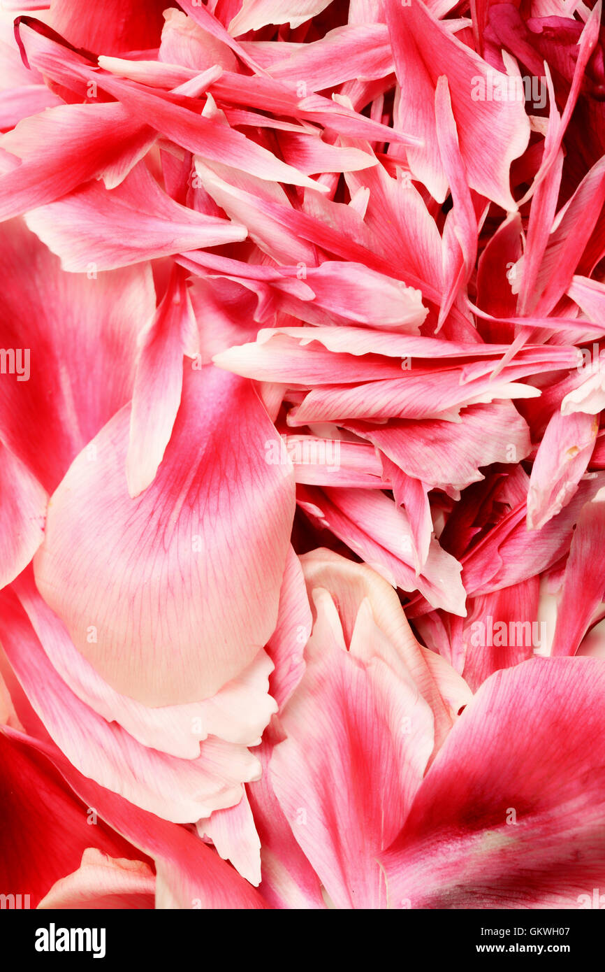 Torn red rose petal hi-res stock photography and images - Alamy