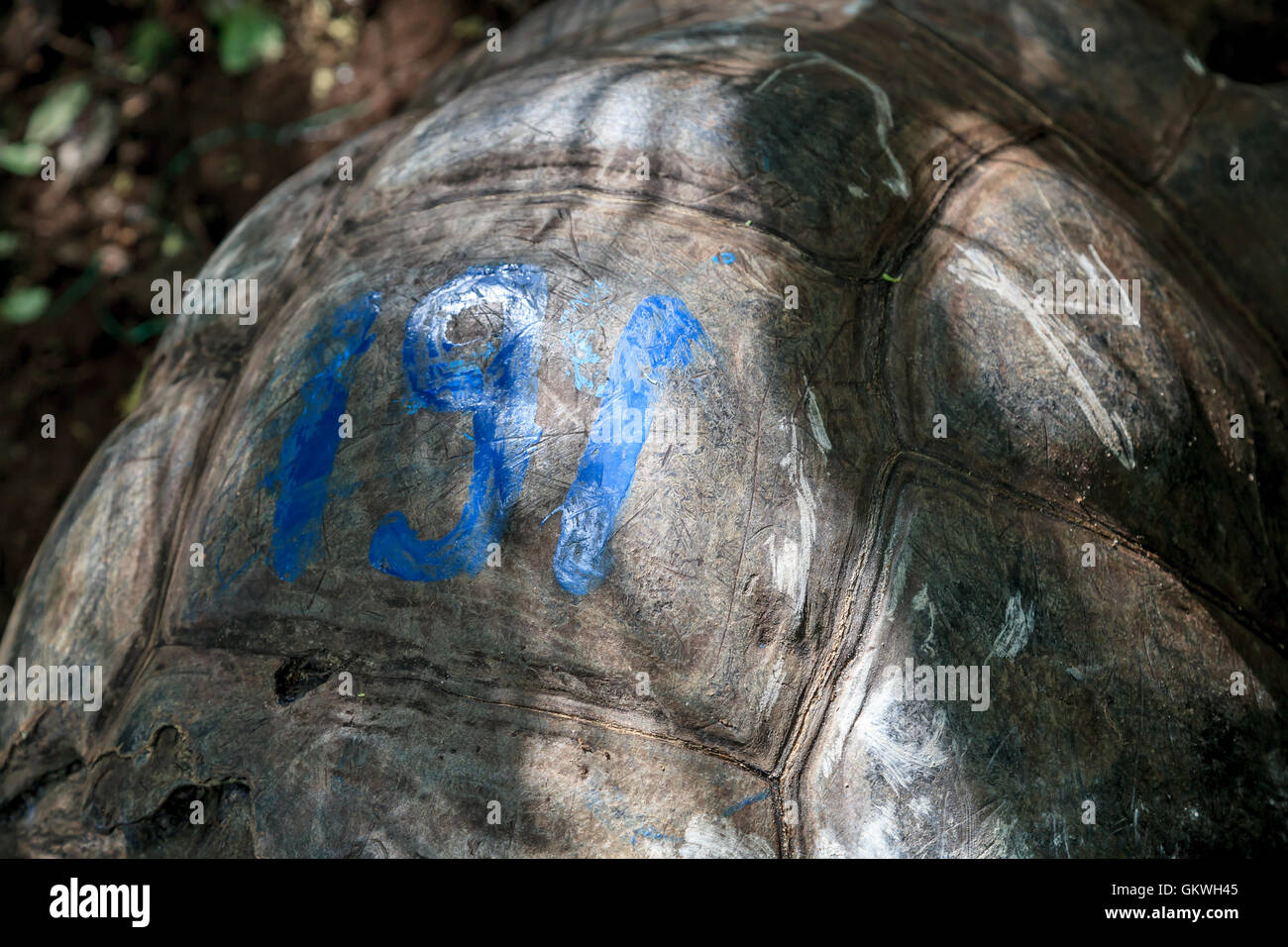 Back view old age tortoise hi-res stock photography and images - Alamy